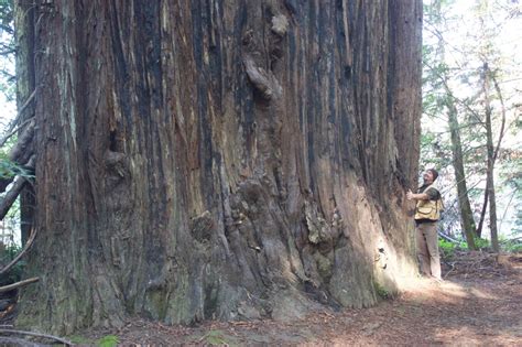 Sequoia Sempervirens Calflora