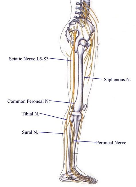 Anatomie van het been 해부학