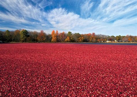 Cranberry Bog Images At Brayden Cooke Blog