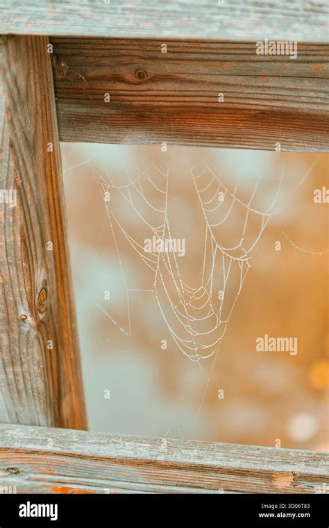 Delicate Spider Web Woven Between Aged Wooden Beams Fine Strands Catch