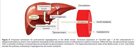 Role Of Corticosterone And Expression Of 11ß Hydroxysteroid
