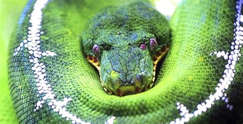 Introducing Rustpython A Python 3 Interpreter Written In Rust