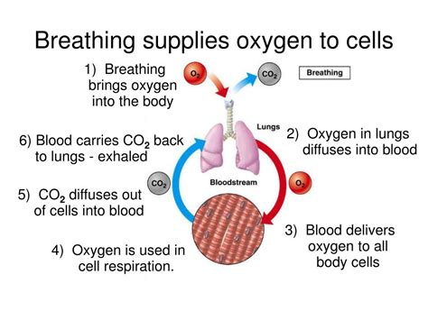 Ppt Cp Bio Chapter 9 Cellular Respiration Powerpoint Presentation