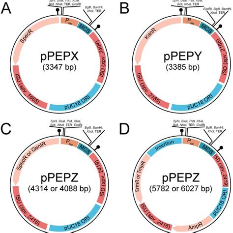 Diagram Of General Layout For Various Constructed PEP Vectors All PEP Download Scientific