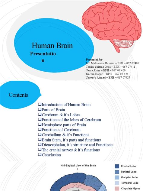 human brain pdf