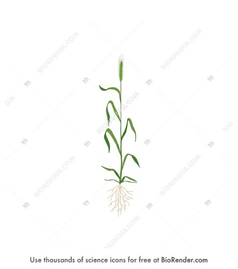 Free Wheat Grain Filling Stage With Roots Icons Symbols And Images