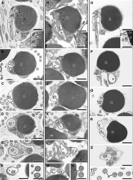 The Single Most Parsimonious Tree Obtained Through Phylogenetic