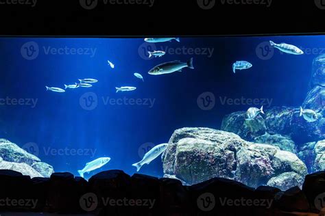 A Large Aquarium Tank Showcases A Vibrant School Of Colorful Fish