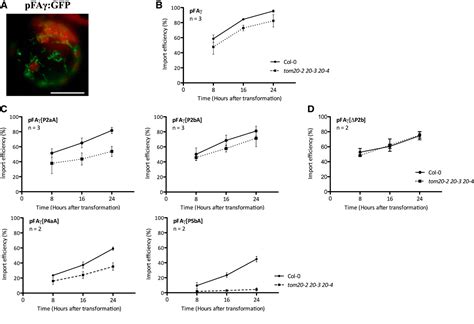 Figure 8 From Mitochondrial Targeting Of The Arabidopsis F1 Atpase γ Subunit Via Multiple