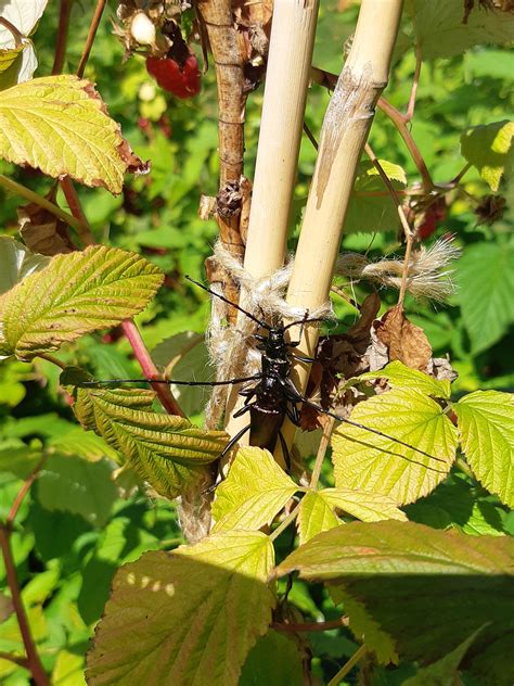 Two Bugs Mating On My Raspberry Plant What Are They Friend Or Foe About Cm Long Sweden