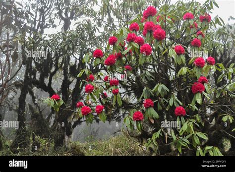 Trees And Plants In Sikkim At Lisa Post Blog
