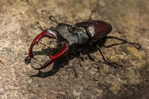 Types Of Beetles With Pincers A Complete Guide To Natures Armored