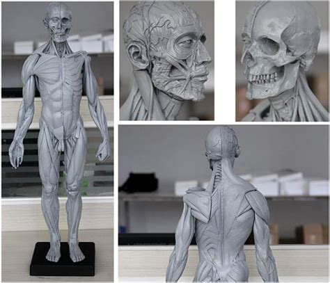 Educational Model Human Anatomy Figure Model 60cm Male Anatomy Figure