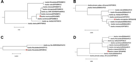 Phylogenetic Trees Showing The Evolutionary Relationships Between The Download Scientific