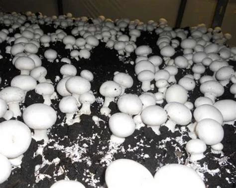 Button Mushroom Growing Room In Ranchi Id 23825899388