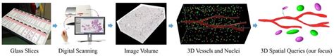 the workow of 3d pathology imaging with spatial queries download