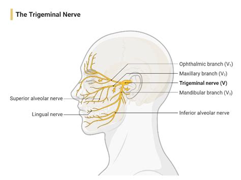 The Trigeminal Nerve Biorender Science Templates