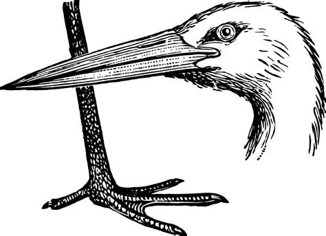 Stork Head And Leg Vintage Illustration 35435583 Vector Art At Vecteezy