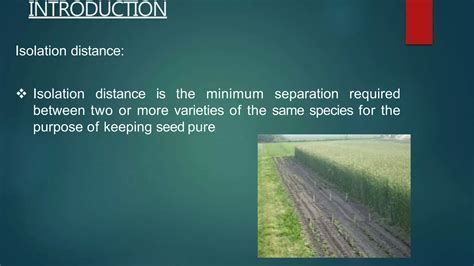 Isolation Distance And Its Importance In Seed Production Pptx
