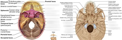 Olfactory Foramina Location Middle Cranial Fossa Boundaries