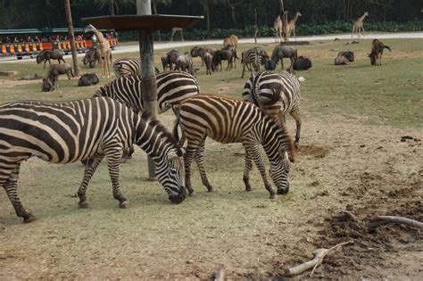 중국 광저우 여행5 광저우 창롱 테마파크 사파리파크3창롱서커스 네이버 블로그