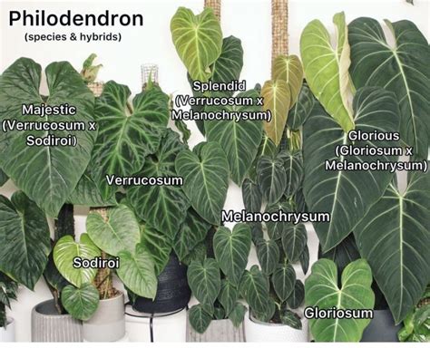 Variegated Philodendron Plant