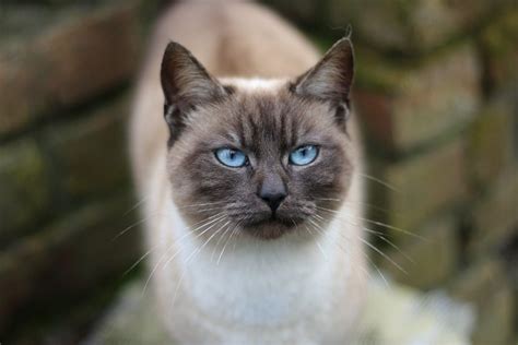 Siamese Cat Colors And Points What Lilac Seal And Others Look Like