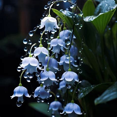 Blue Lily Of The Valley Symbol Of Gratitude And Everlasting Love