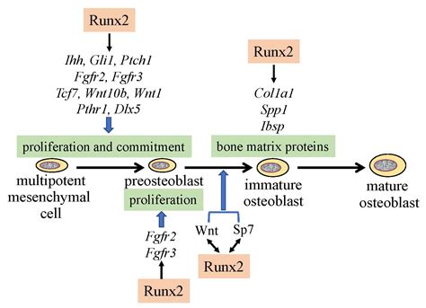 Ijms Free Full Text Regulation Of Proliferation Differentiation And Functions Of