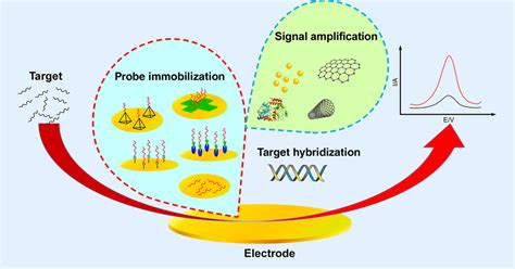 Nucleic Acid‐based Electrochemical Biosensor Recent Advances In Probe Immobilization And Signal