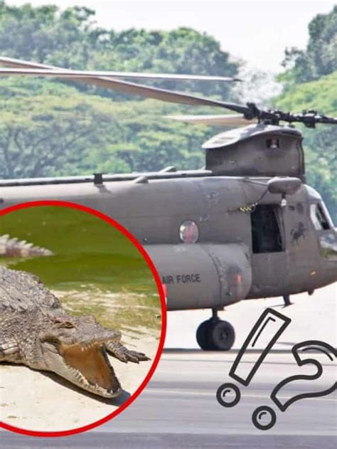 Croc Sex Frenzy Animals Around The Globe