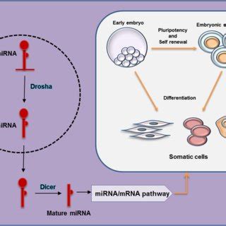 Biogenesis Of Small Non Coding RNAs Download Scientific Diagram