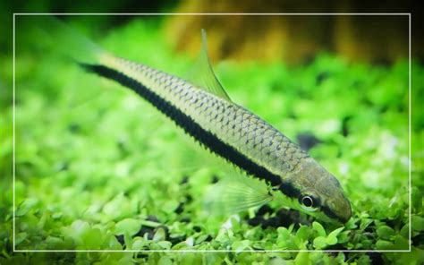 Siamese Algae Eater Vs Flying Fox What Is The Difference