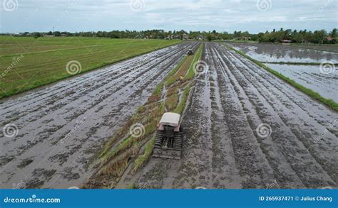 The Paddy Rice Fields Of Kedah Malaysia Stock Image Image Of Husk