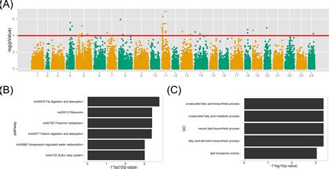Whole Genome Single Nucleotide Polymorphism Snp Marker Discovery And