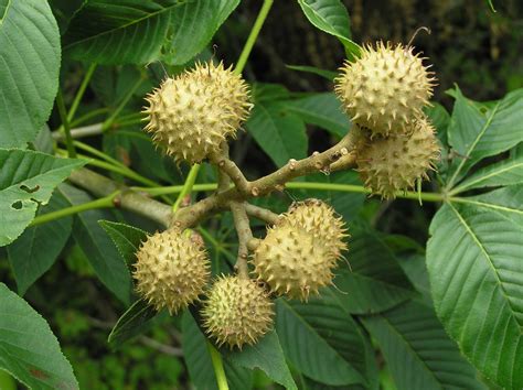 Buckeye Tree Wallpapers 18 Images Wallpapercat