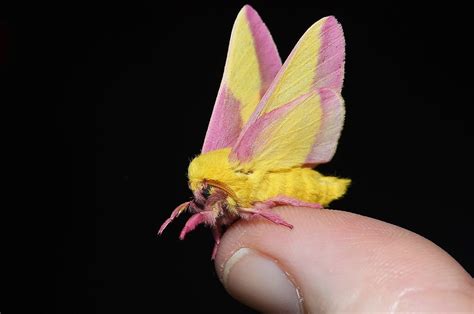 Rose Moth