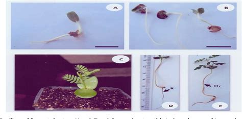 Figure From LASER APPLICATION IN AGRICULTURE AND ITS PHYSIOLOGICAL EFFECT ON PLANT A REVIEW