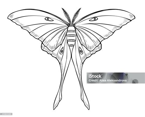 화이트 루나 나방 벡터 그림입니다 선형 스타일로 검은 잉크로 칠해진 밤달 나비의 그림 날아다니는 곤충 날개의 에칭 난해한 마법의 아쿠아렐 프린트의 외곽선 조각 0명에 대한