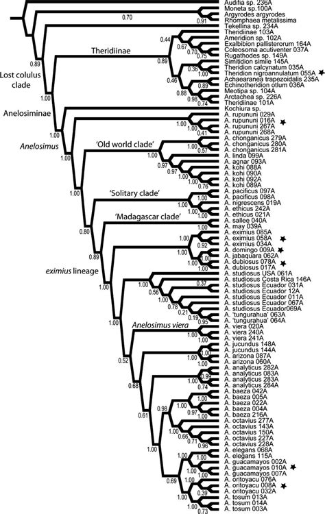 Results Of Bayesian Phylogenetic Analysis Of The Concatenated Dataset Download Scientific