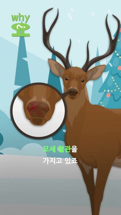 [why요] 루돌프 코와 산타 옷은 왜 빨간색일까 Shorts Youtube