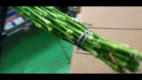 콜롬비아 카네이션 솔렉스 생화인터넷꽃도매시장 생화택배생화도매 인터넷꽃시장 인터넷꽃도매 장미대량구매 꽃 꽃다발 꽃도매 꽃시장 부산꽃시장 김해꽃시장 꽃쇼핑몰 김해꽃 부산꽃