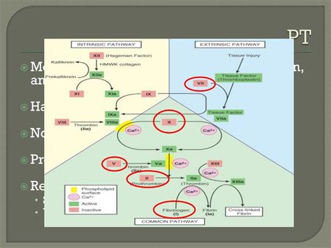PPT Hepatic Physiology PowerPoint Presentation Free Download ID 2259006