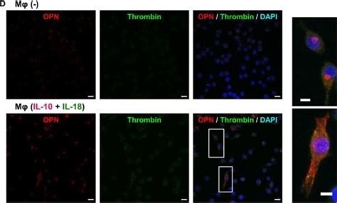 Mouse Osteopontinopn Antibody Af808 Randd Systems
