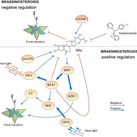 Regulation Of The Floral Transition By The Brassinosteroid Signaling Download Scientific