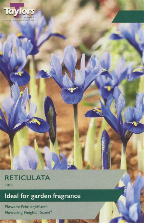 Iris Reticulata Spring Flower Bulbs Drinagh Garden Centre