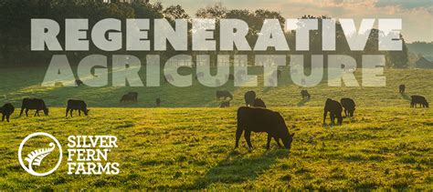 Silver Fern Farms Matt Luxton Director Of Sales Usa Speaks To