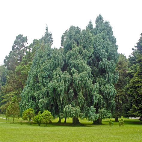 9 Variedades De Ciprés Para Jardín