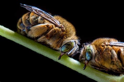 Do Insects Sleep BUG UNDER GLASS