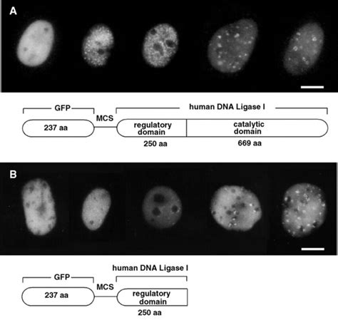 Visualization Of Dna Ligase I Subnuclear Localization In Living Cells Download Scientific